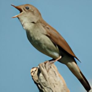 Nightingale Bird Sounds - Soundboard.com - Create & Download Free ...